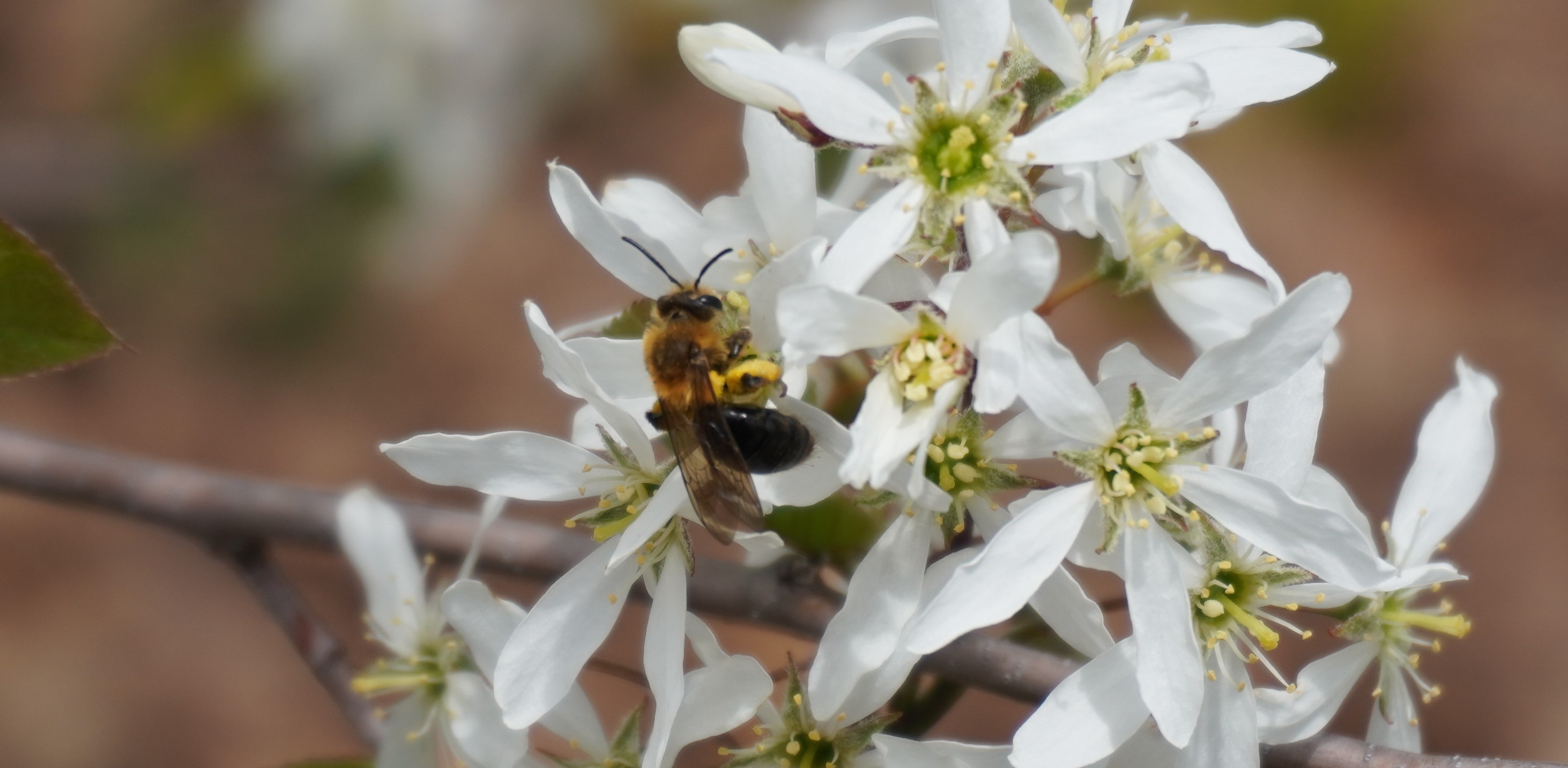 Daughters of old friends: early spring bees – The Corner Pollinator ...
