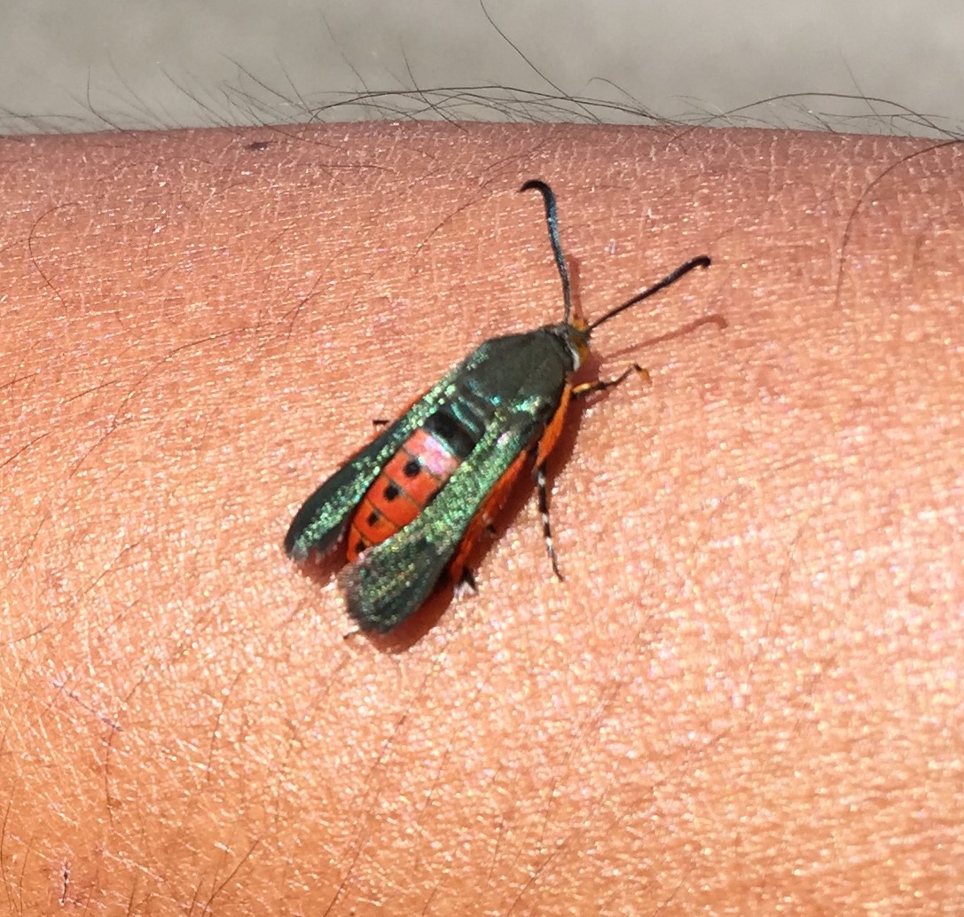 Night shift: moths in the garden – The Corner Pollinator Garden and ...