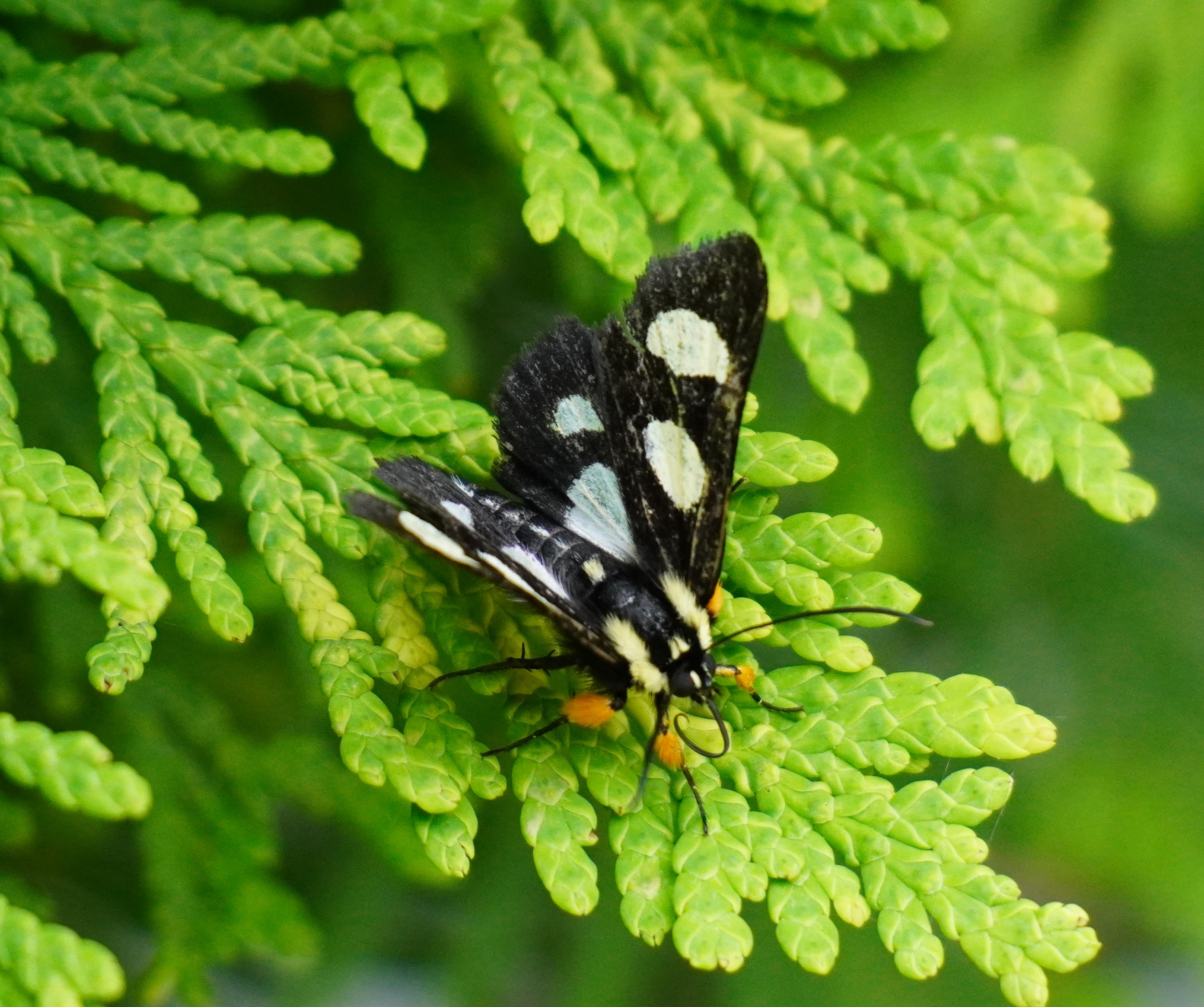 Night shift: moths in the garden – The Corner Pollinator Garden and ...