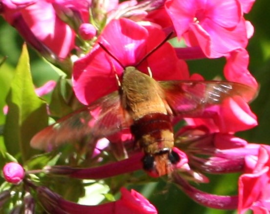 Night shift: moths in the garden – The Corner Pollinator Garden and ...