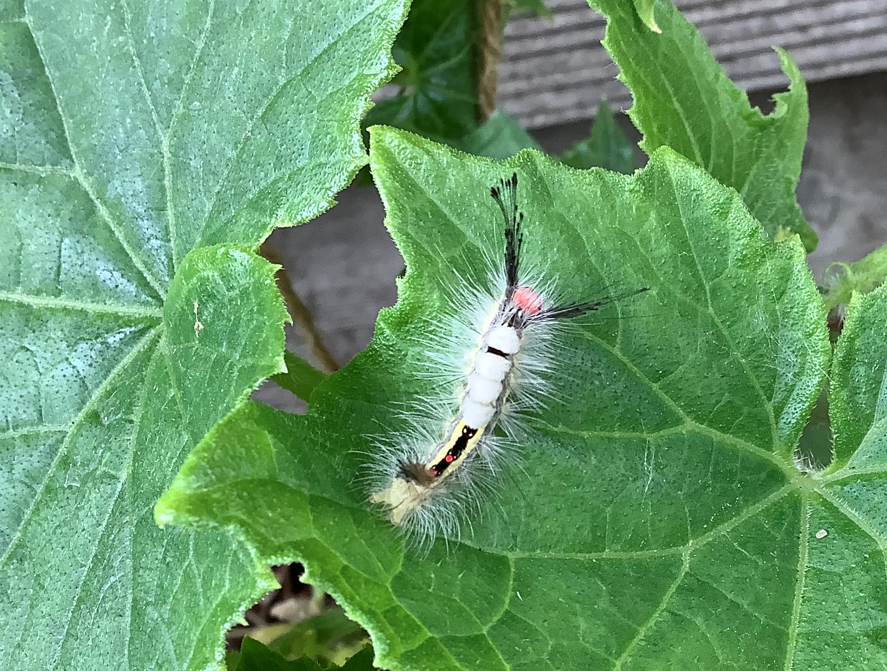 Night shift: moths in the garden – The Corner Pollinator Garden and ...