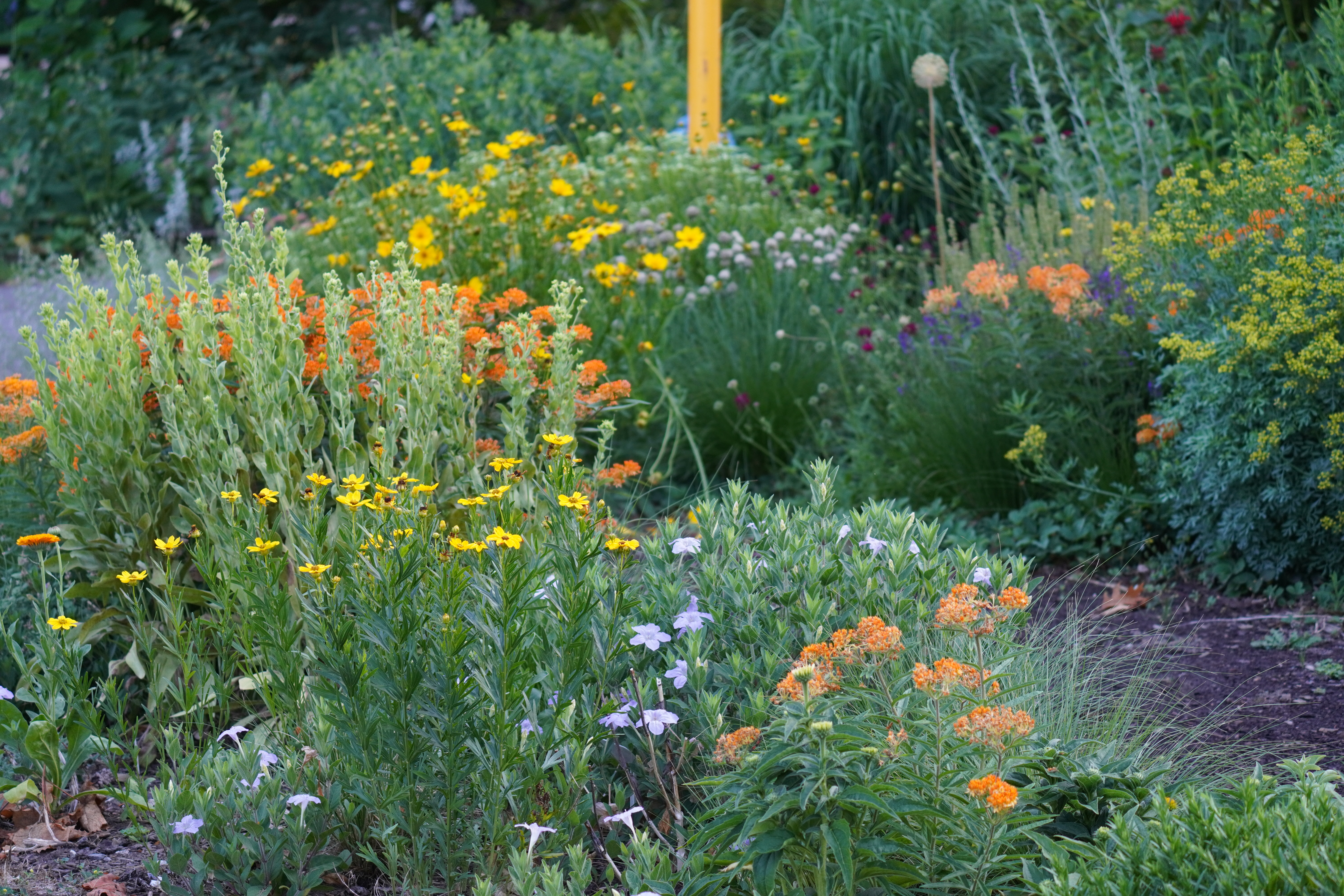 Flowers For Pollinator Gardens
