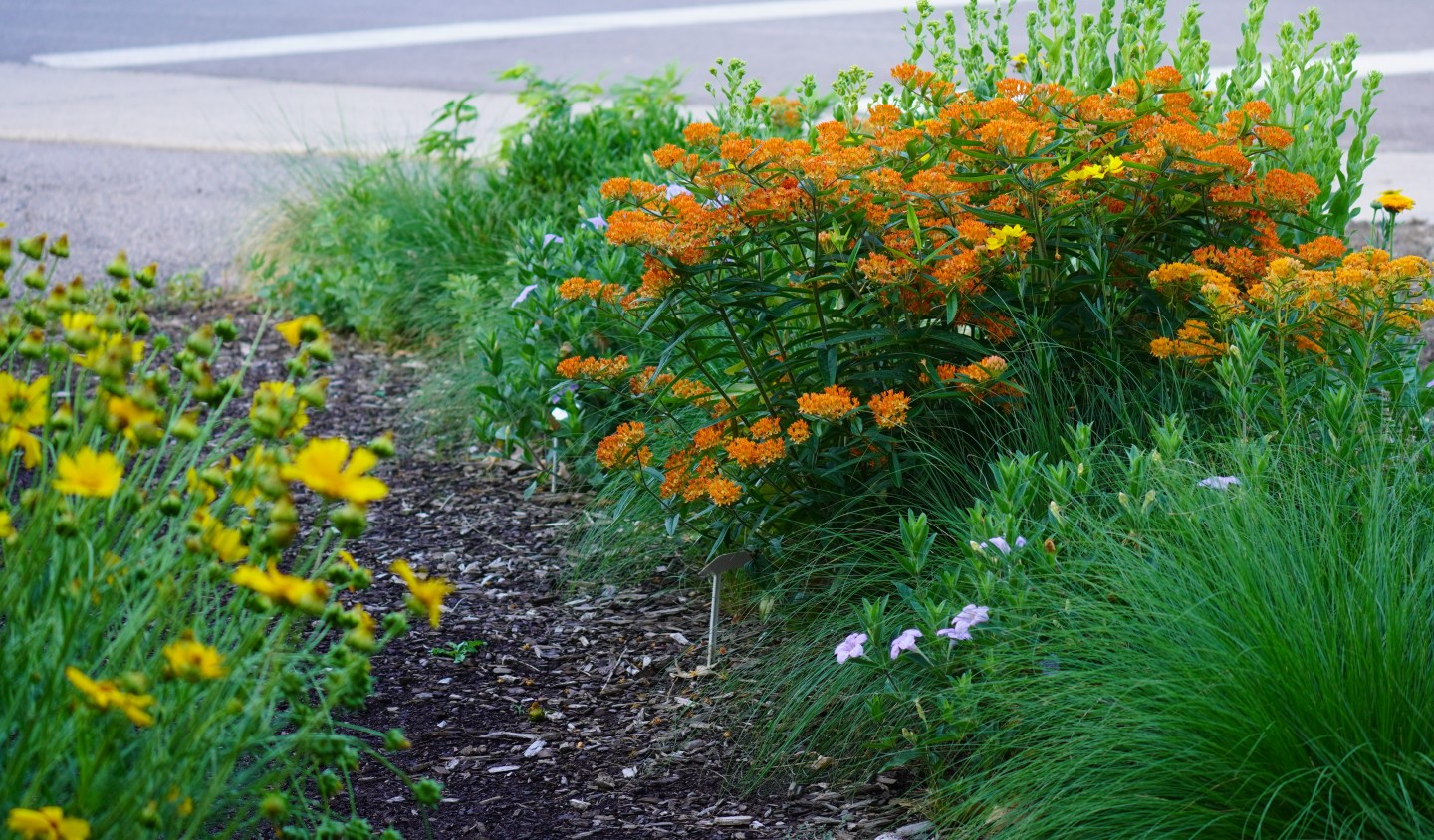 Short and sweet: new sidewalk pollinator planting – The Corner ...