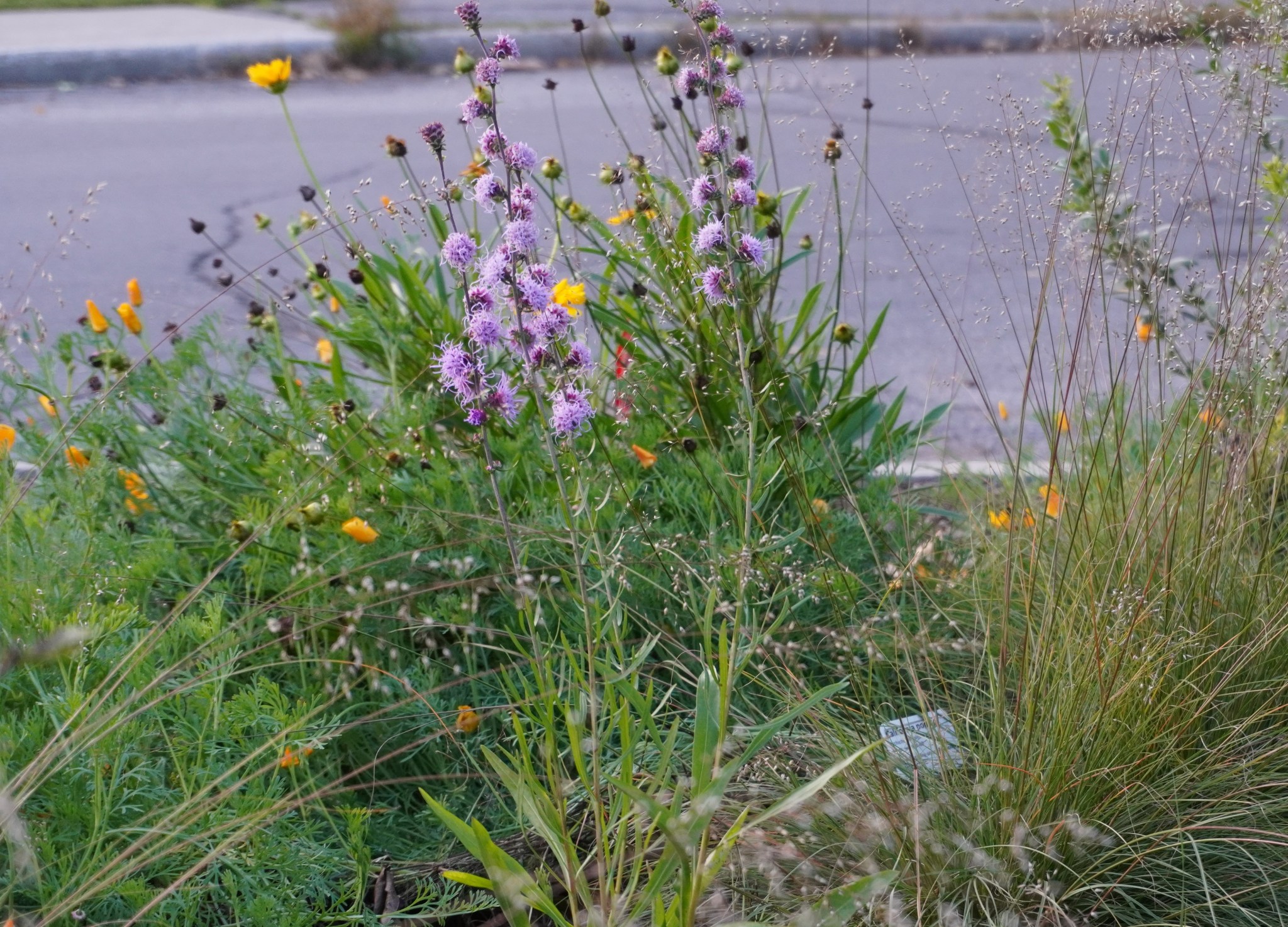 Short and sweet: new sidewalk pollinator planting – The Corner ...