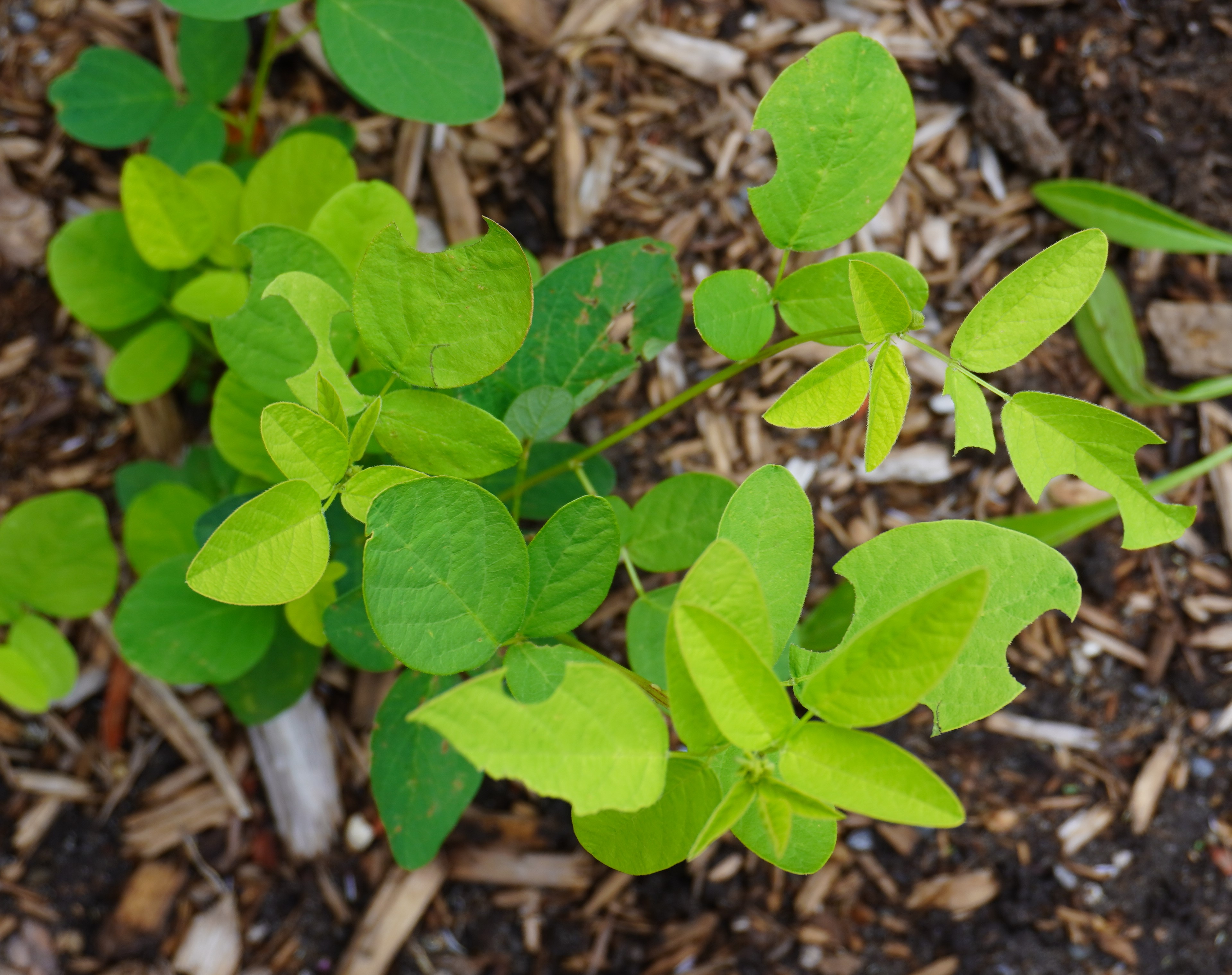 School butterfly garden update – The Corner Pollinator Garden and ...