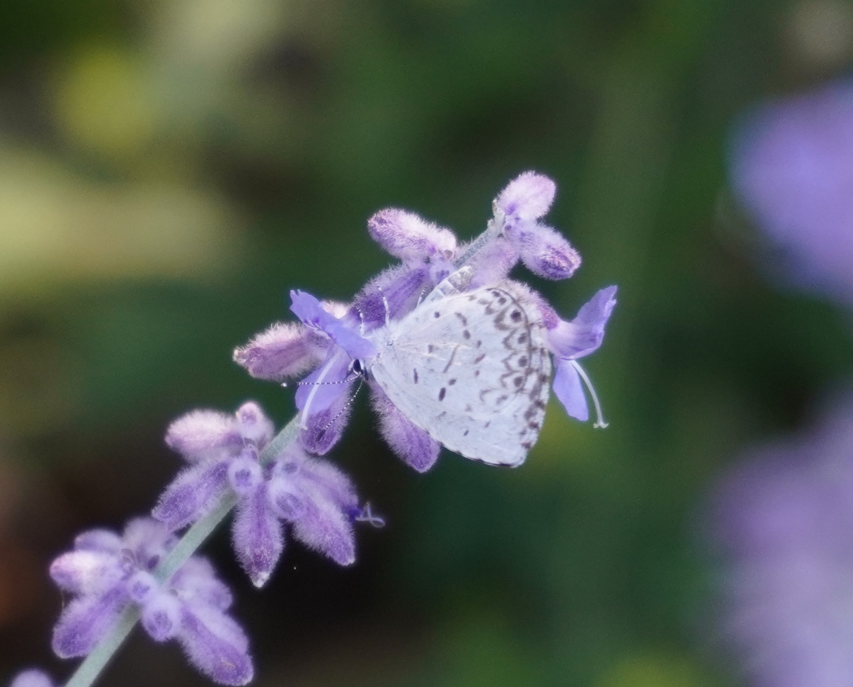 Butterfly diversity in our 2020 garden – The Corner Pollinator Garden ...