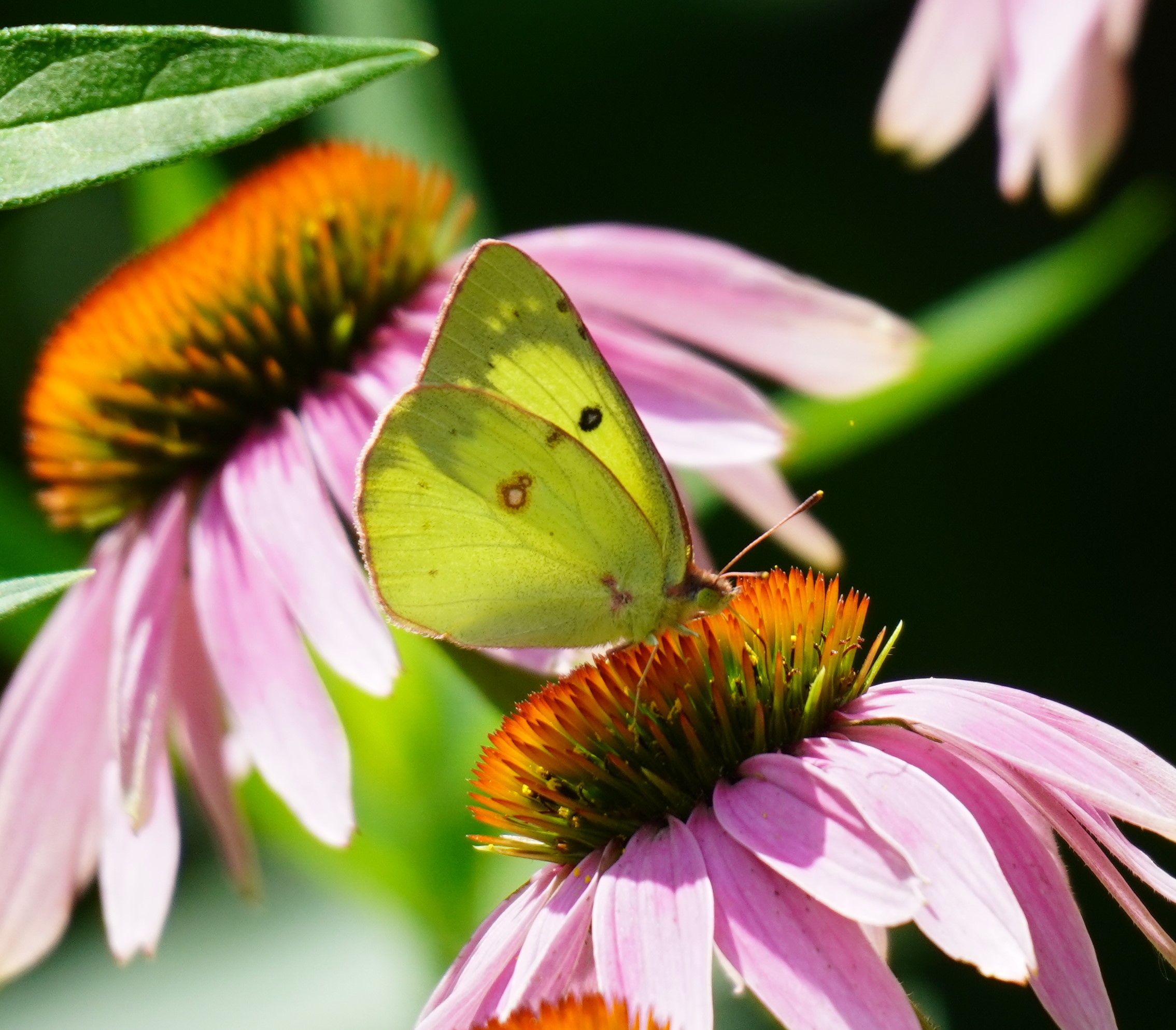 Butterfly diversity in our 2020 garden – The Corner Pollinator Garden ...