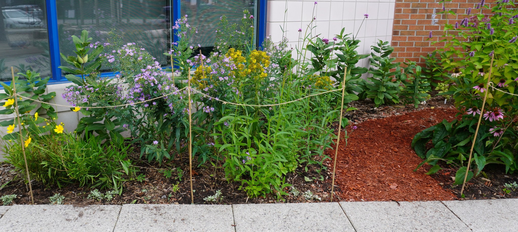 School butterfly garden update – The Corner Pollinator Garden and ...