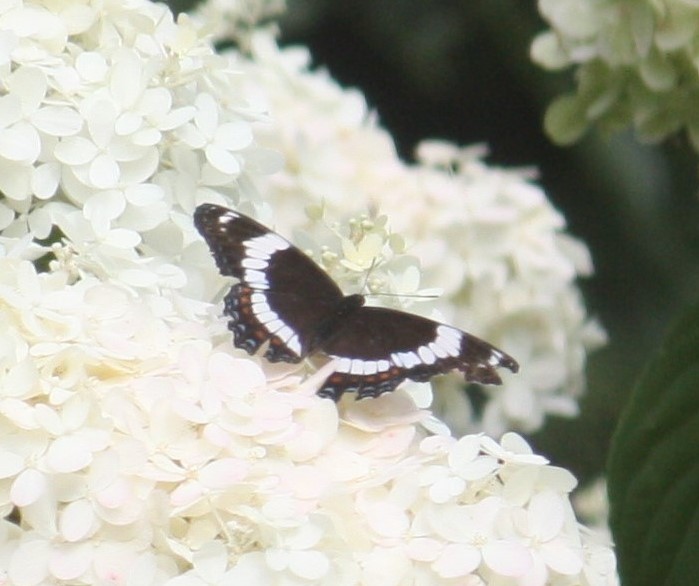 Butterfly diversity in our 2020 garden – The Corner Pollinator Garden ...