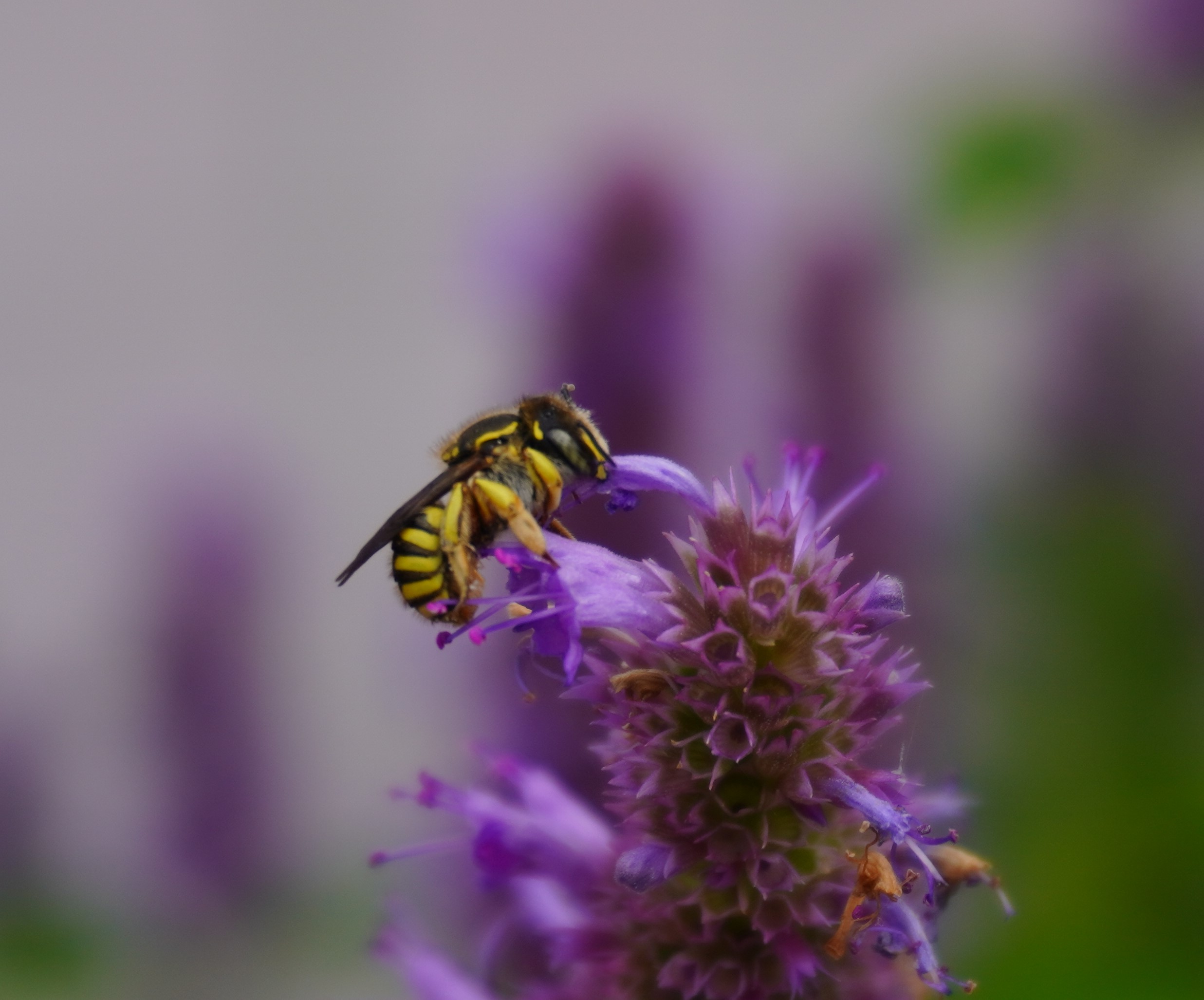 School butterfly garden update – The Corner Pollinator Garden and ...