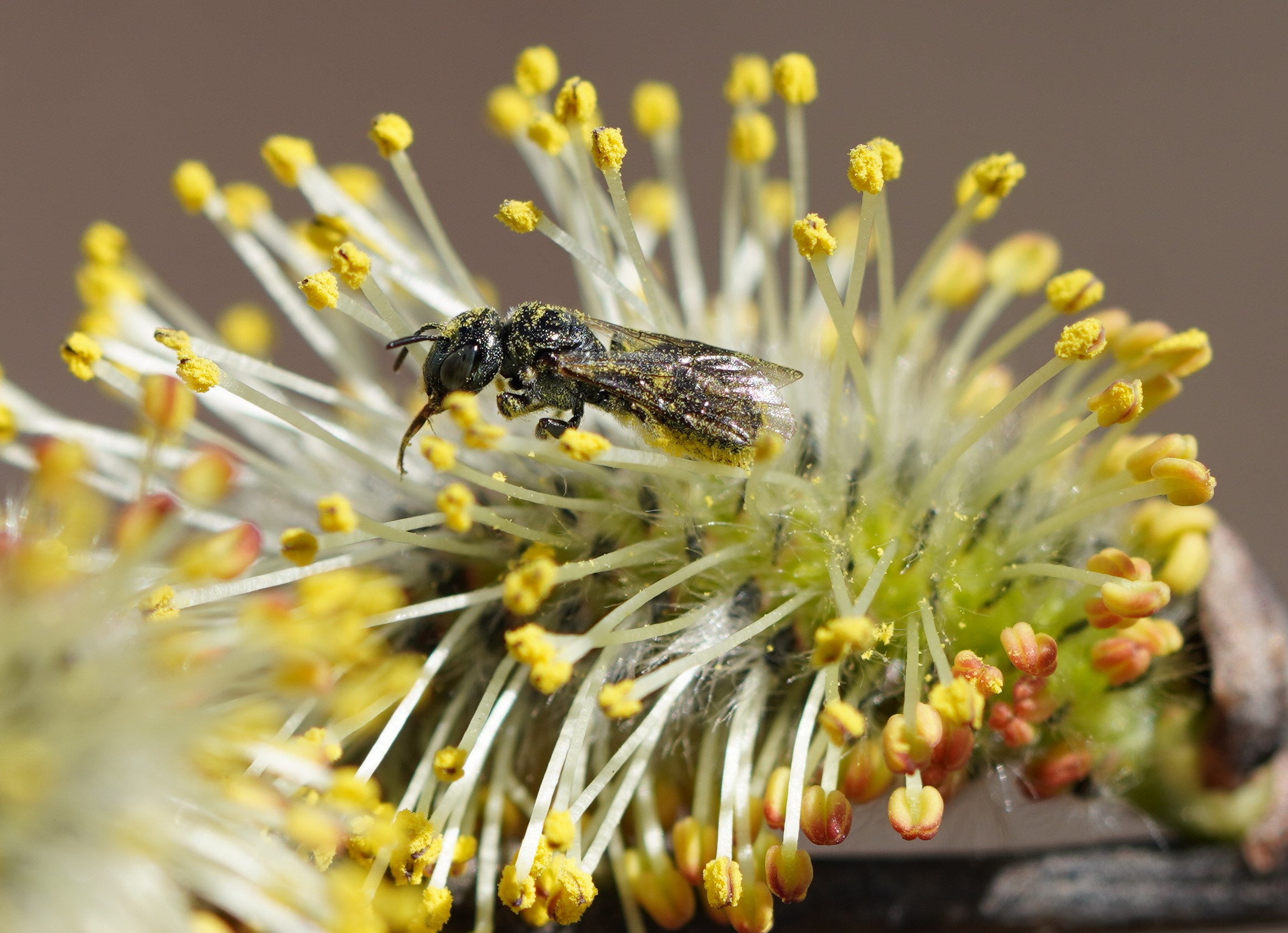 Pussy willows: pollinator and bird magnets – The Corner Pollinator ...