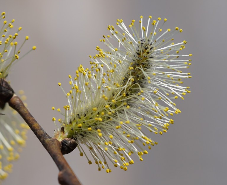 Pussy willows: pollinator and bird magnets – The Corner Pollinator Garden and Wildlife Habitat
