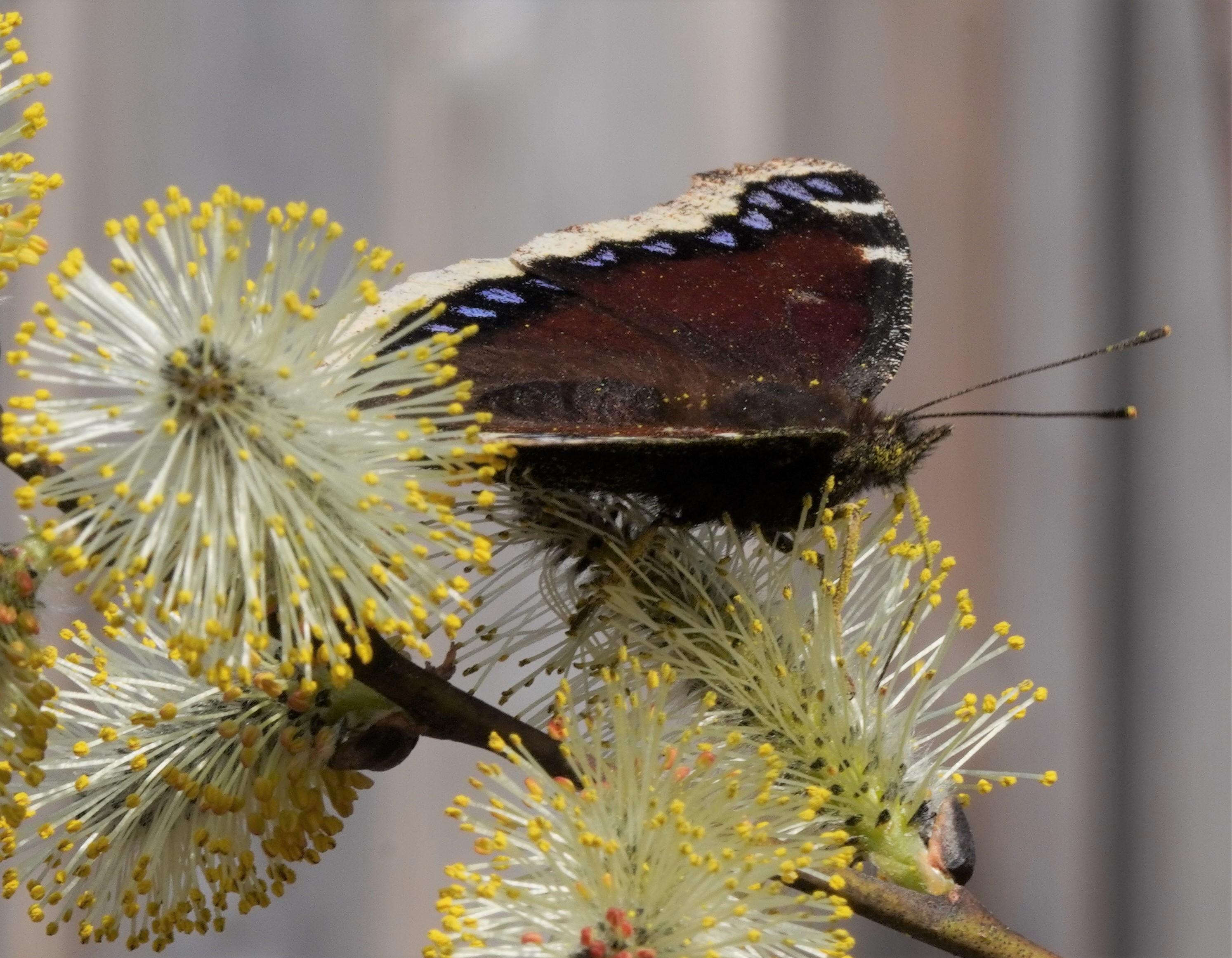 Pussy willows: pollinator and bird magnets – The Corner Pollinator Garden and Wildlife Habitat
