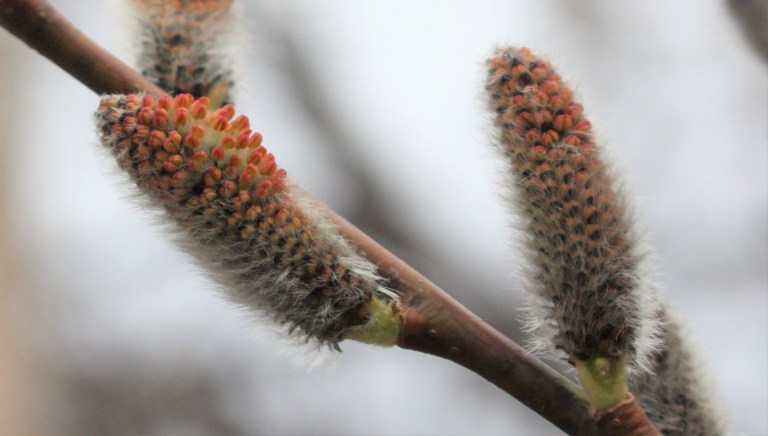 Pussy willows: pollinator and bird magnets – The Corner Pollinator Garden and Wildlife Habitat