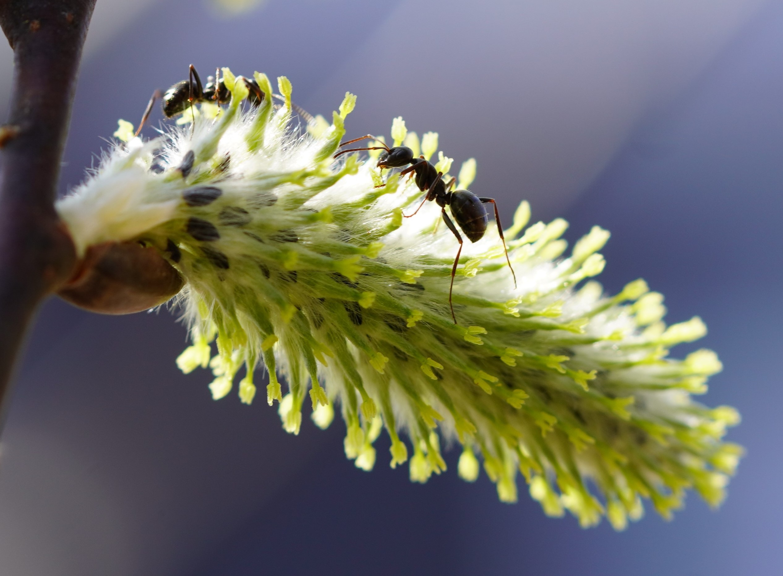Pussy willows: pollinator and bird magnets – The Corner Pollinator Garden and Wildlife Habitat