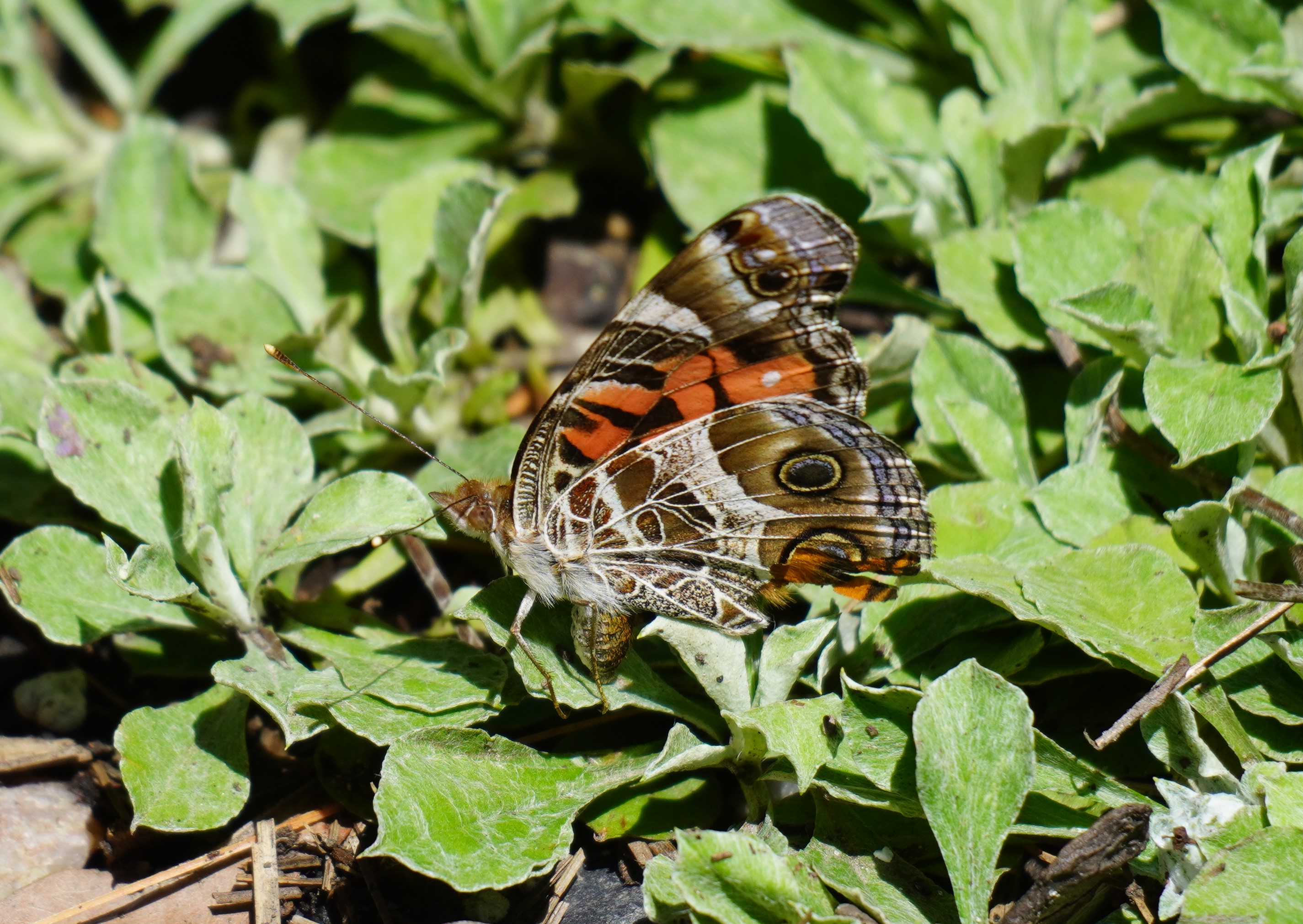 Last week in the garden: July 25-31, 2022 – The Corner Pollinator ...