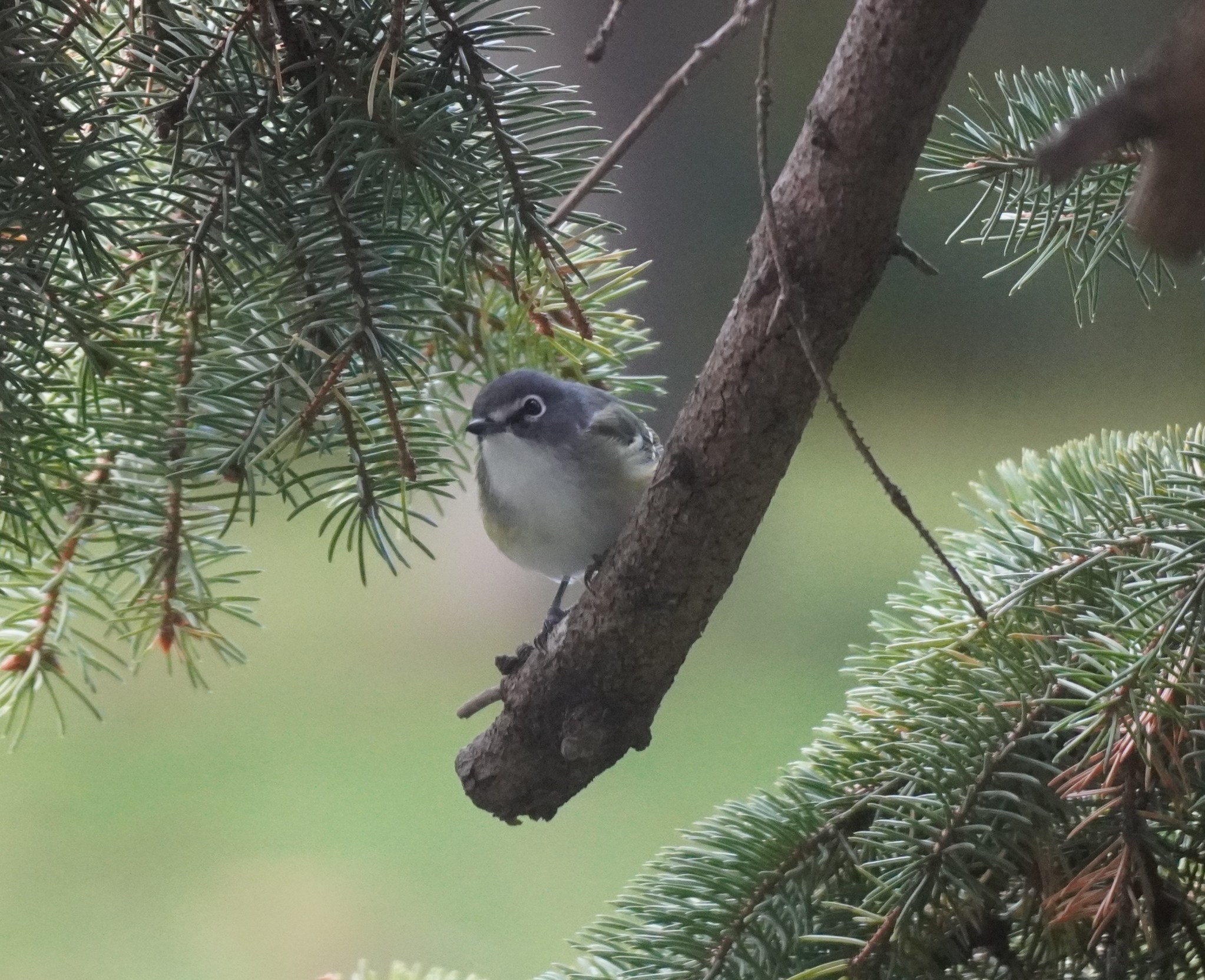 Red Osier Dogwood: a perfect four season native shrub – The Corner ...