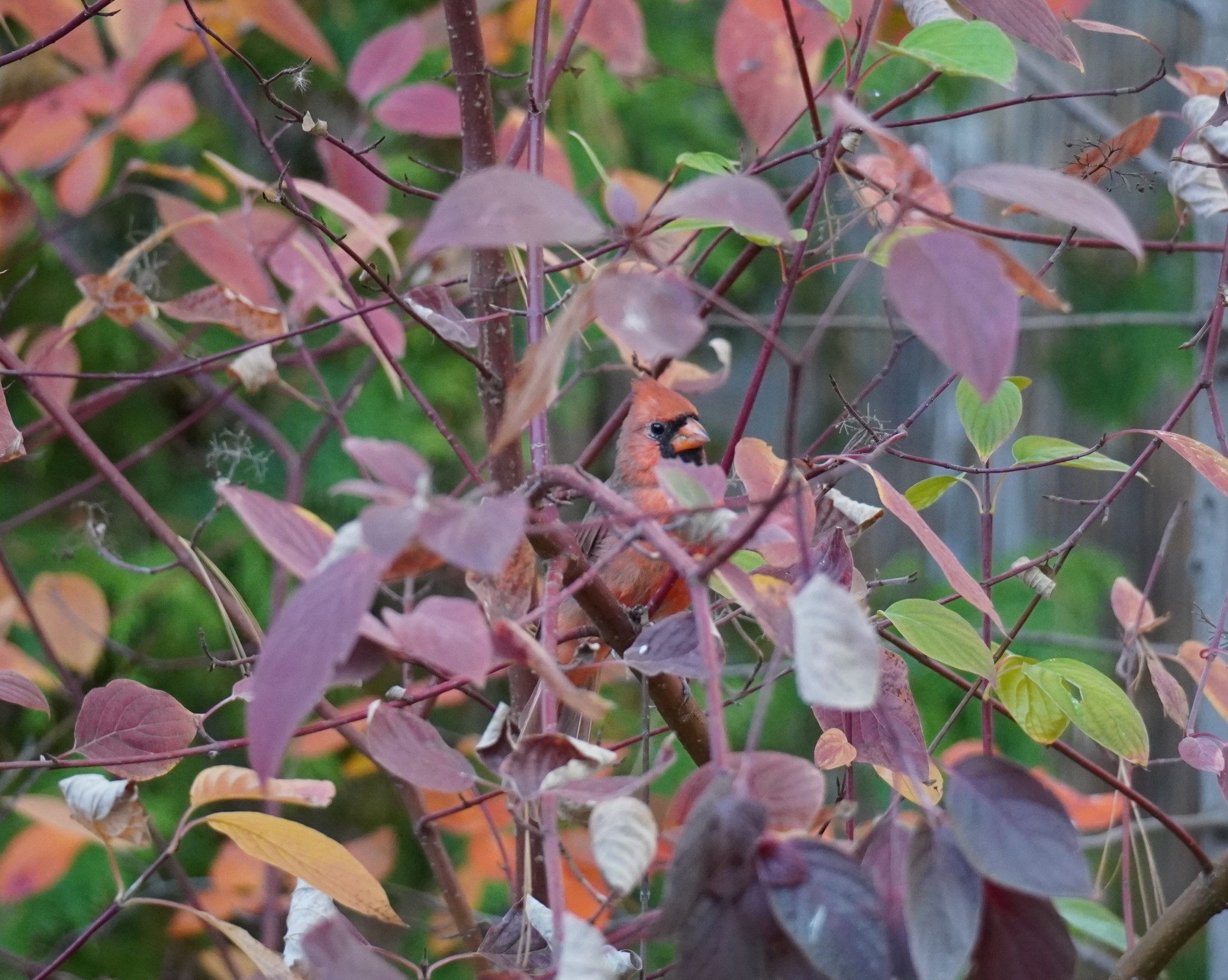 Red Osier Dogwood: a perfect four season native shrub – The Corner ...