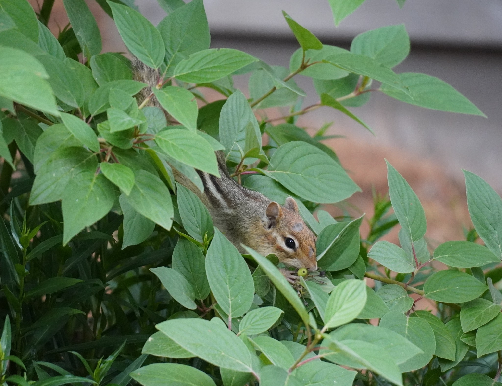 Red Osier Dogwood: a perfect four season native shrub – The Corner ...