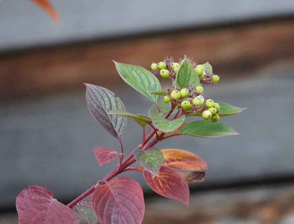 Red Osier Dogwood: a perfect four season native shrub – The Corner ...