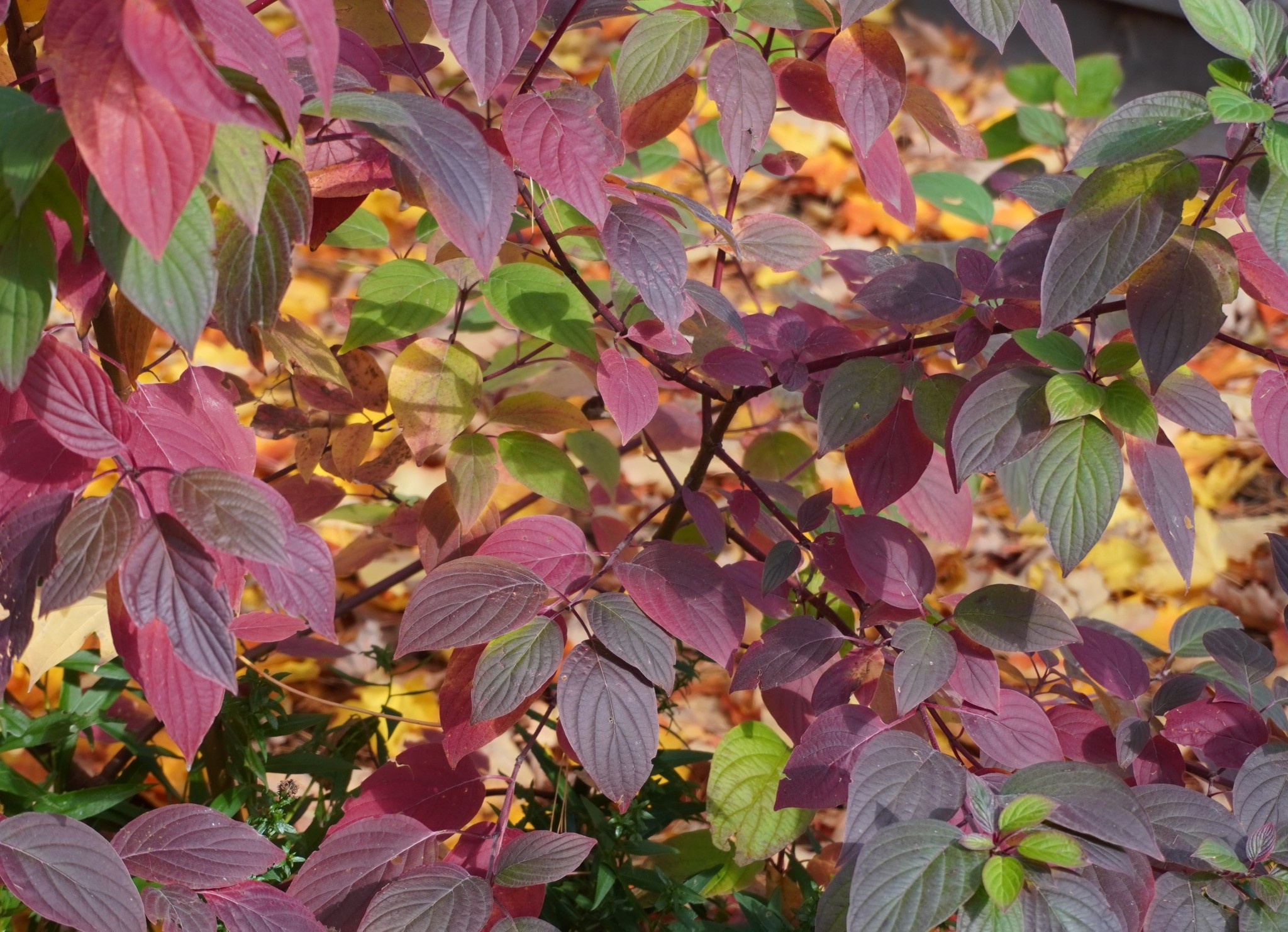 Red Osier Dogwood: a perfect four season native shrub – The Corner ...