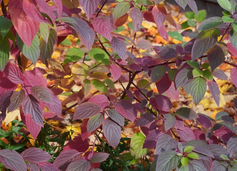 Red Osier Dogwood: a perfect four season native shrub – The Corner ...