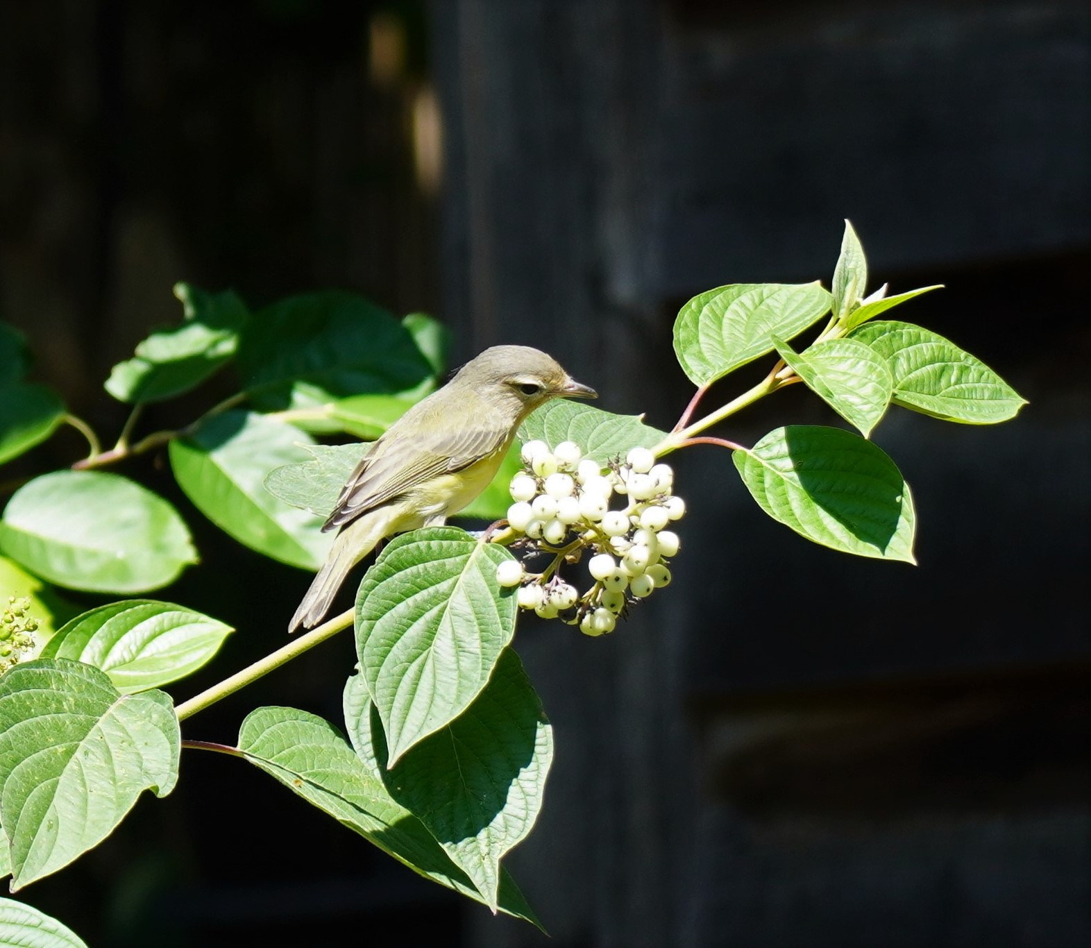 Red Osier Dogwood: a perfect four season native shrub – The Corner ...