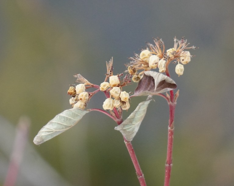 Red Osier Dogwood: a perfect four season native shrub – The Corner ...