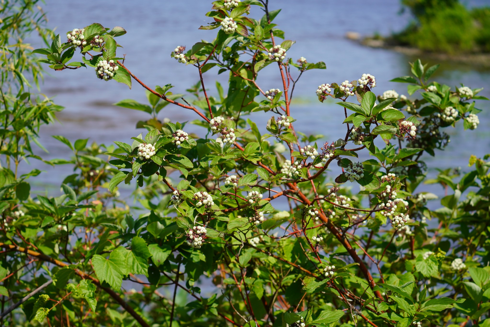 Red Osier Dogwood: a perfect four season native shrub – The Corner ...