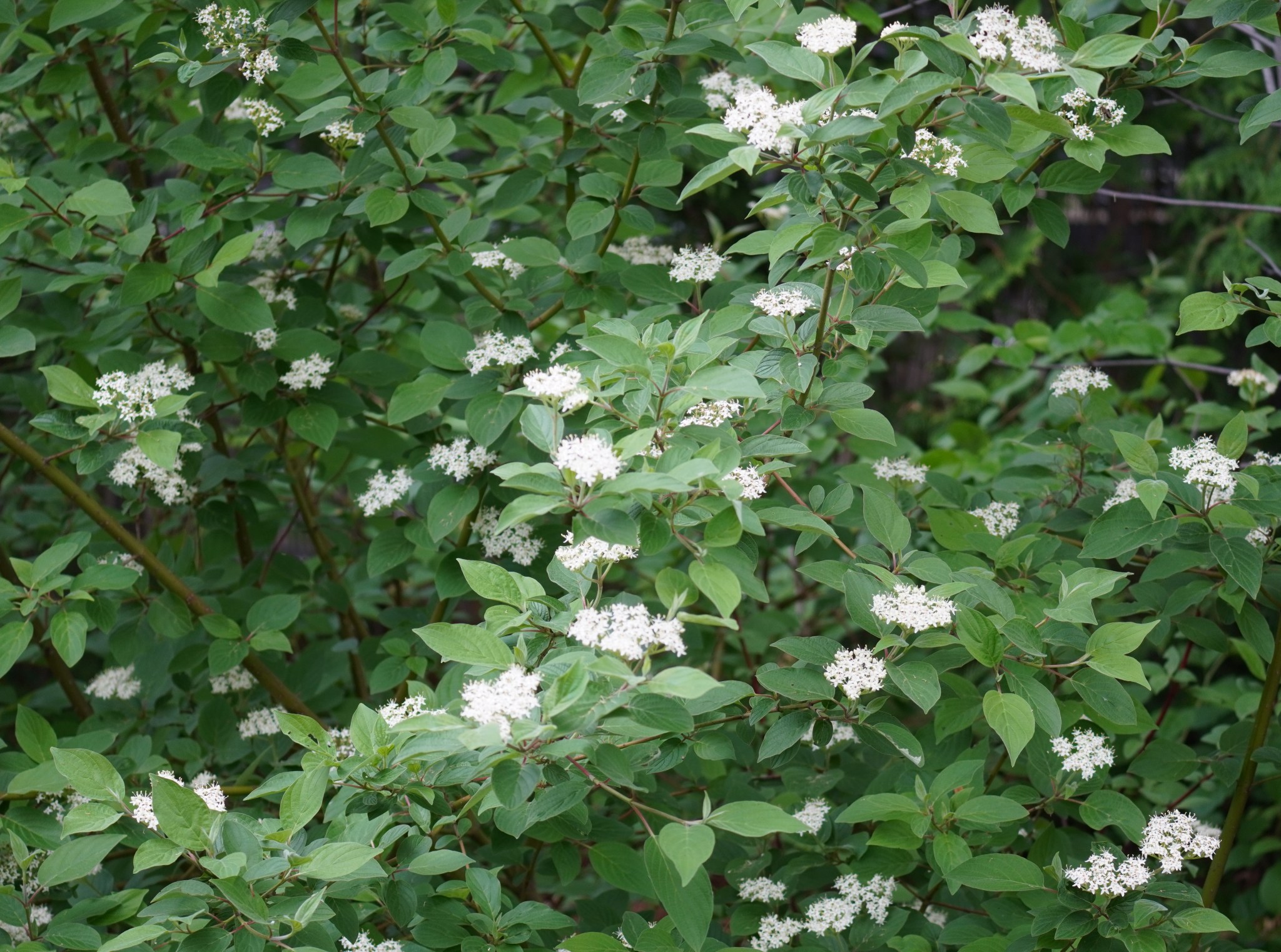Red Osier Dogwood: a perfect four season native shrub – The Corner ...