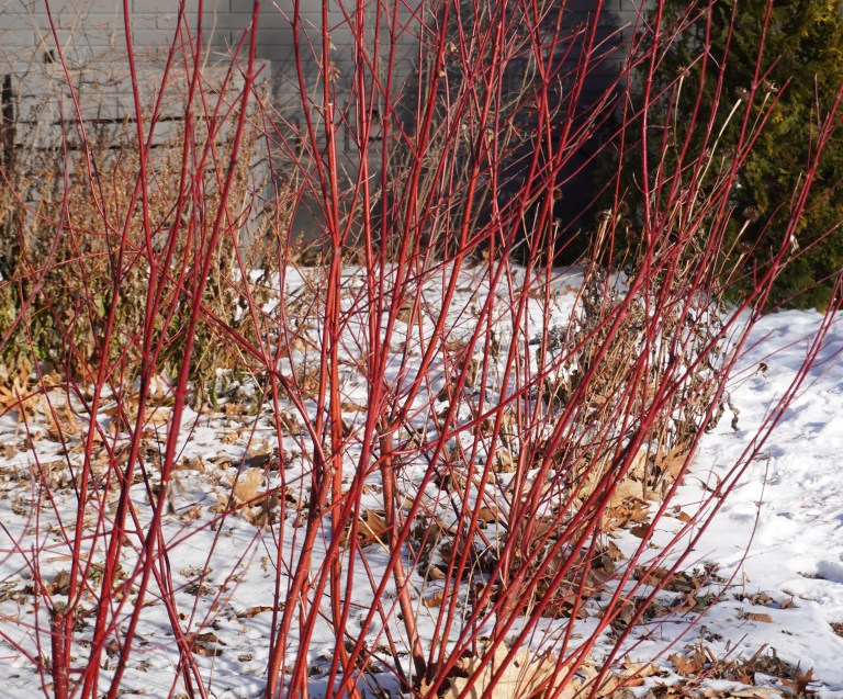Red Osier Dogwood: a perfect four season native shrub – The Corner ...
