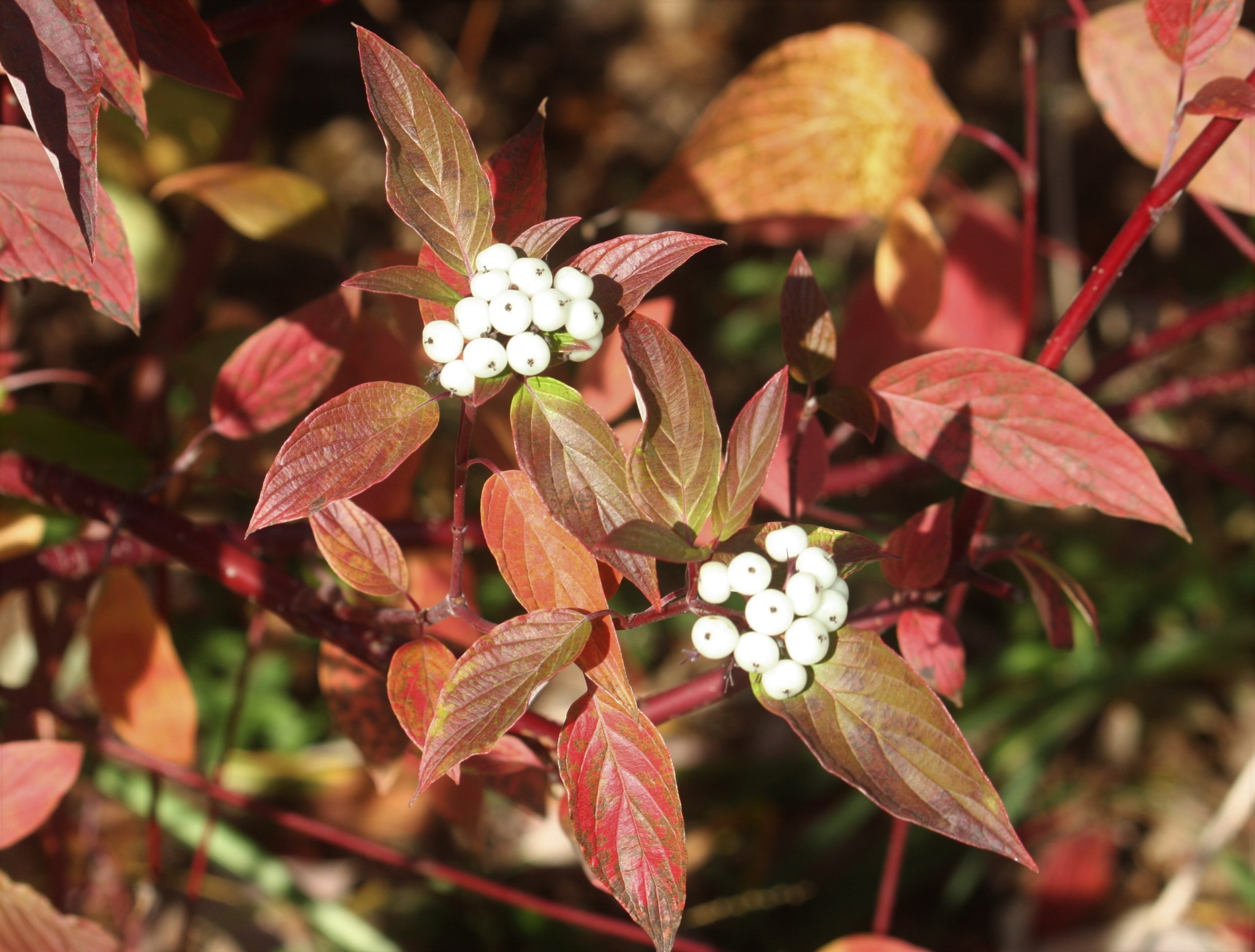 Red Osier Dogwood: a perfect four season native shrub – The Corner ...