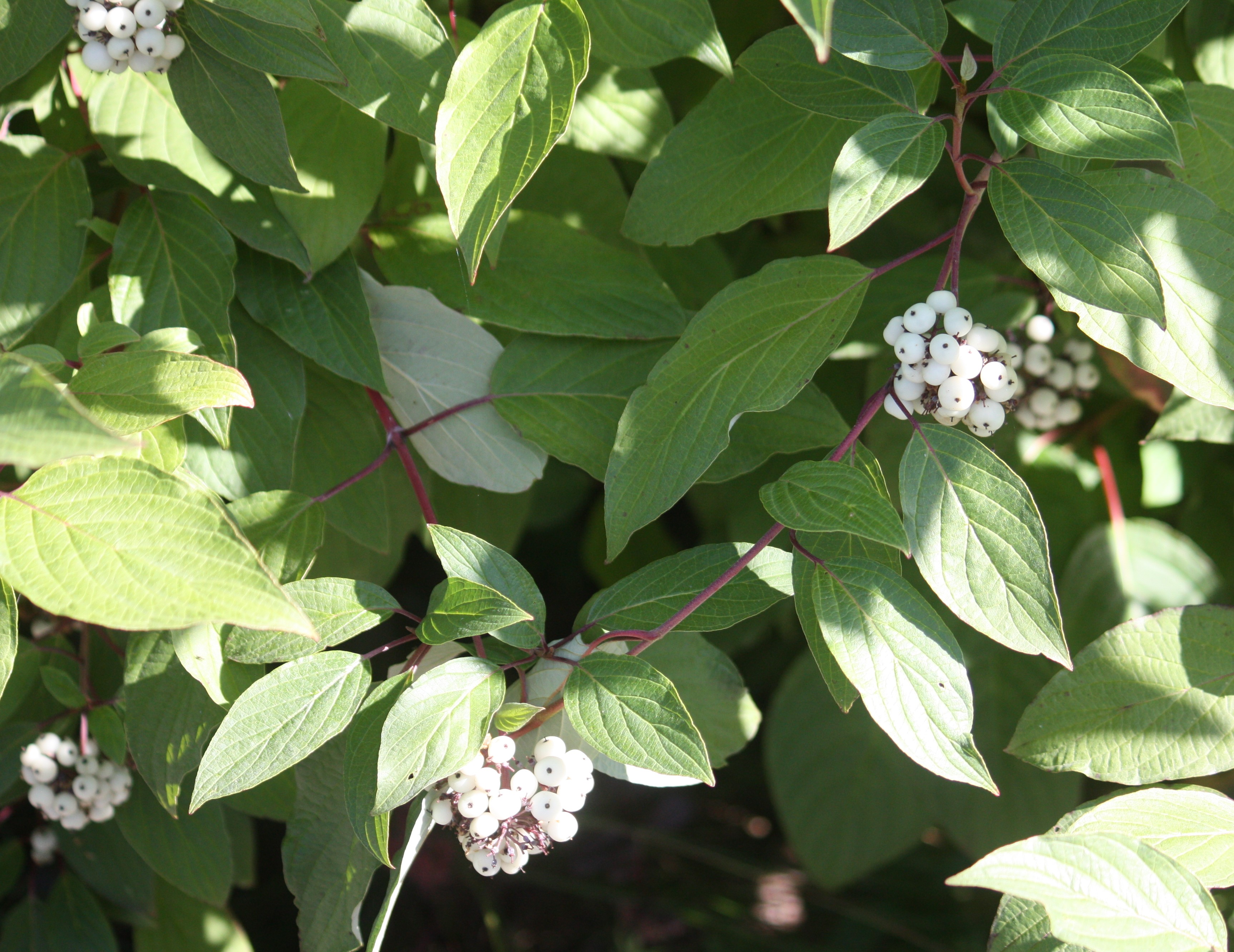Red Osier Dogwood: a perfect four season native shrub – The Corner ...