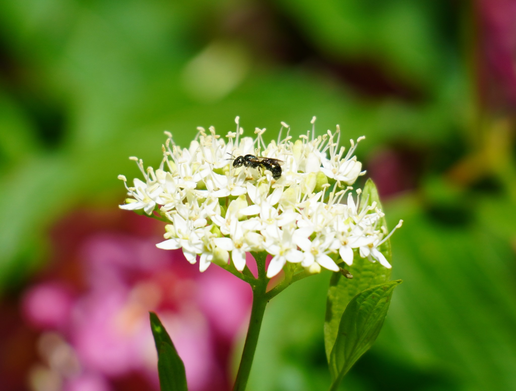 Red Osier Dogwood: a perfect four season native shrub – The Corner ...