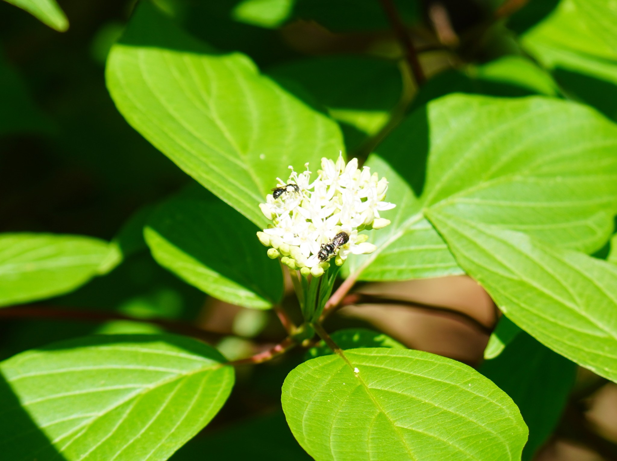 Red Osier Dogwood: a perfect four season native shrub – The Corner ...