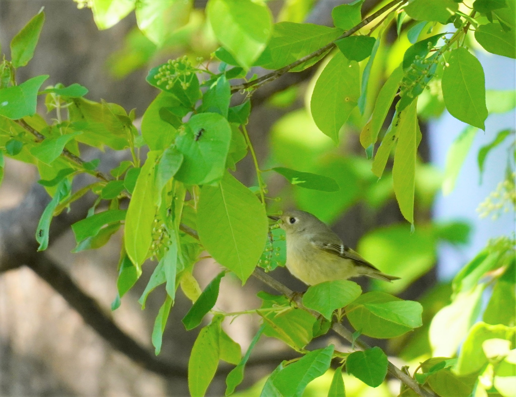 Calling a truce: making peace with ants in my garden – The Corner ...