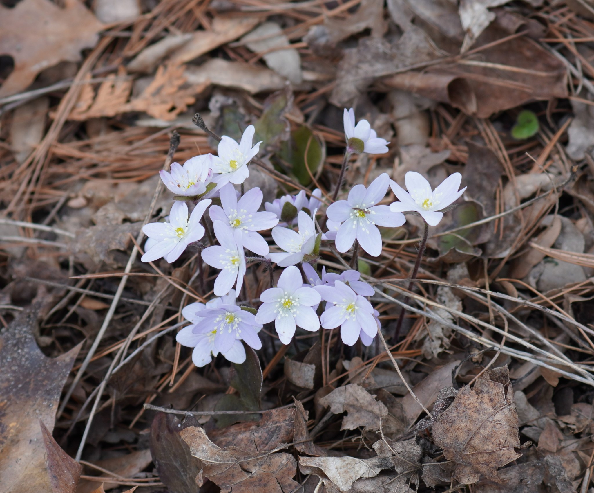 Calling a truce: making peace with ants in my garden – The Corner ...