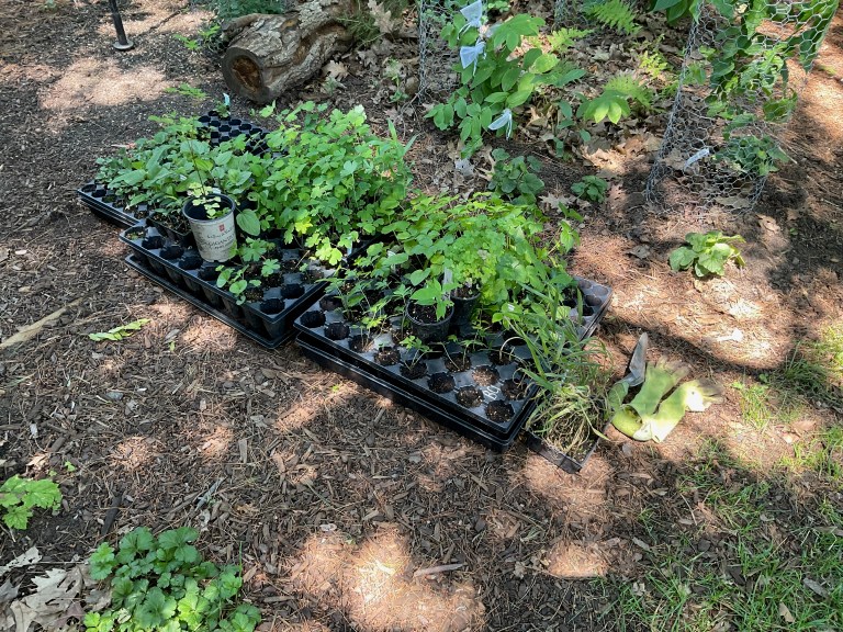 Creating my backyard mini-forest – The Corner Pollinator Garden and ...